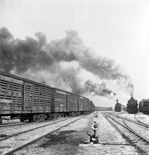 The Cattle Train | The Louisiana Central Blog